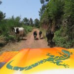 Craters of Fire - 4X4 Full-Day Tour - Exploring Madeira’s Mountain and Volcanic Landscape