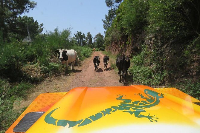 Craters of Fire - 4X4 Full-Day Tour - Exploring Madeira’s Mountain and Volcanic Landscape