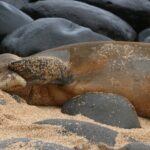 Creative Soul Scavenger Hunt( Hanapepe, Kauai) - Benefits for Different Types of Travelers