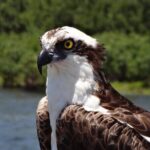 Crystal River Boat Tour - Weather and Cancellation Policy
