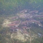 Crystal River: Manatee Swim Group Tour - Detailed Tour Breakdown