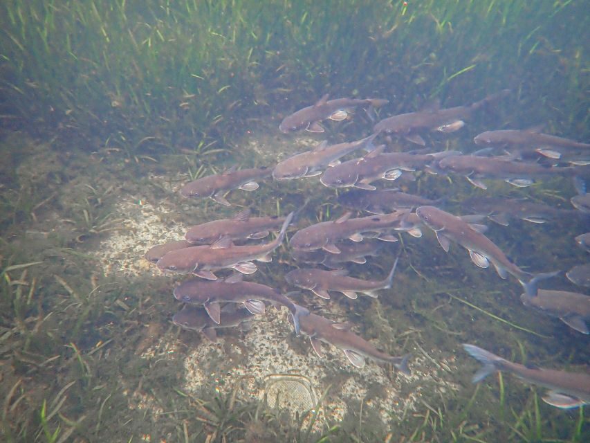 Crystal River: Manatee Swim Group Tour - Detailed Tour Breakdown