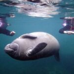 Crystal River: Snorkel with Manatees & Dolphin Airboat Trip - Who Will Love This Tour?