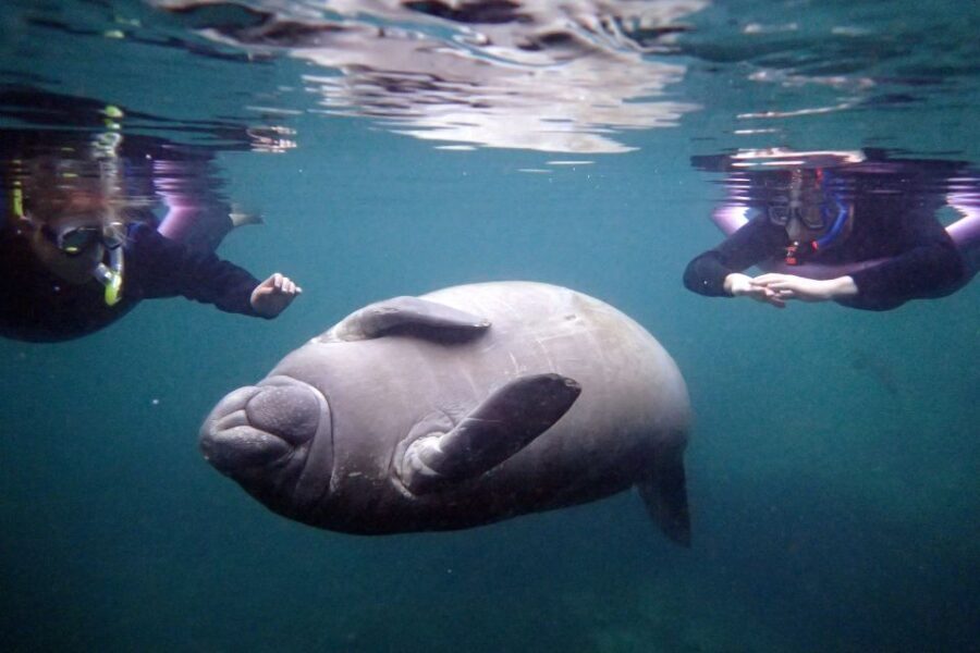 Crystal River: Snorkel with Manatees & Dolphin Airboat Trip - Who Will Love This Tour?