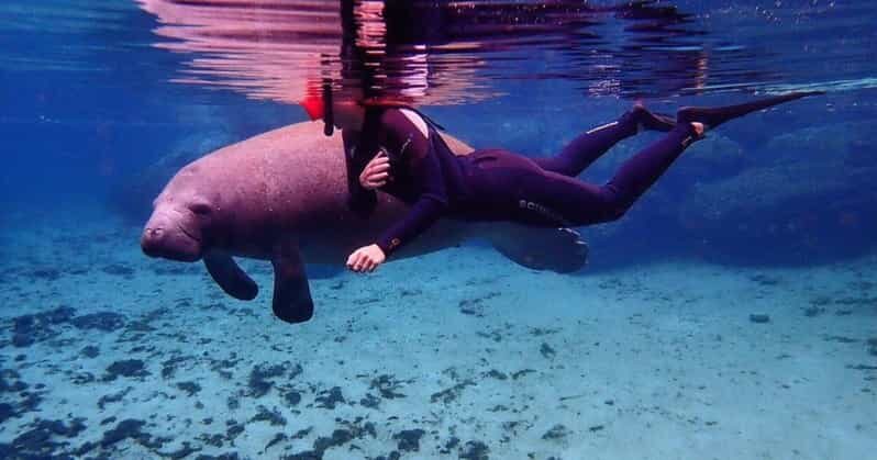 Crystal River: VIP Kayak and Swim with Manatees Tour - The Sights and Wildlife Encounters
