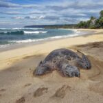 Custom Island Tour - for 4 to 5 people - up to 8 hours - Private tour of Oahu - Who is This Tour Best For?