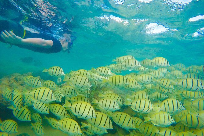 Customizable Island Tours Tours on Oahu - How the Tour Fits into Your Oahu Vacation
