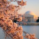 D.C. Cherry Blossom and Old Town Alexandria 2-Day Tour from NY - Key Points