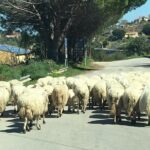 Daily Biking in the Rural Sicily - What Makes This Tour Stand Out?