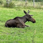 Dals Långed: Moose Park Guided Tour with Feeding - Why This Tour Offers Great Value