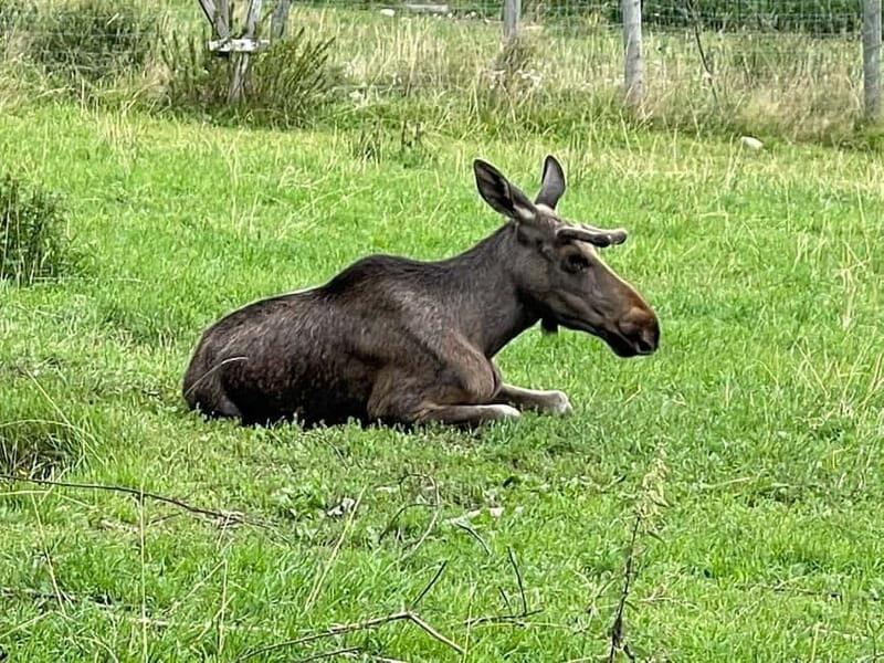 Dals Långed: Moose Park Guided Tour with Feeding - Why This Tour Offers Great Value