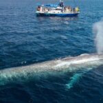 Dana Point Dolphin and Whale Watching Eco-Safari - Frequently Asked Questions