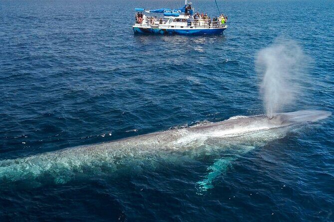 Dana Point Dolphin and Whale Watching Eco-Safari - Frequently Asked Questions