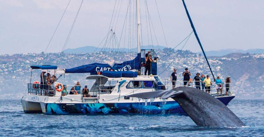 Dana Point Dolphin & Whale Watching With Underwater Viewing - Why This Tour Stands Out