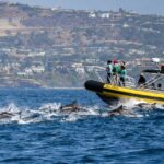 Dana Point Fast & Fun Zodiac-Style Dolphin & Whale Watching - The Experience in Detail