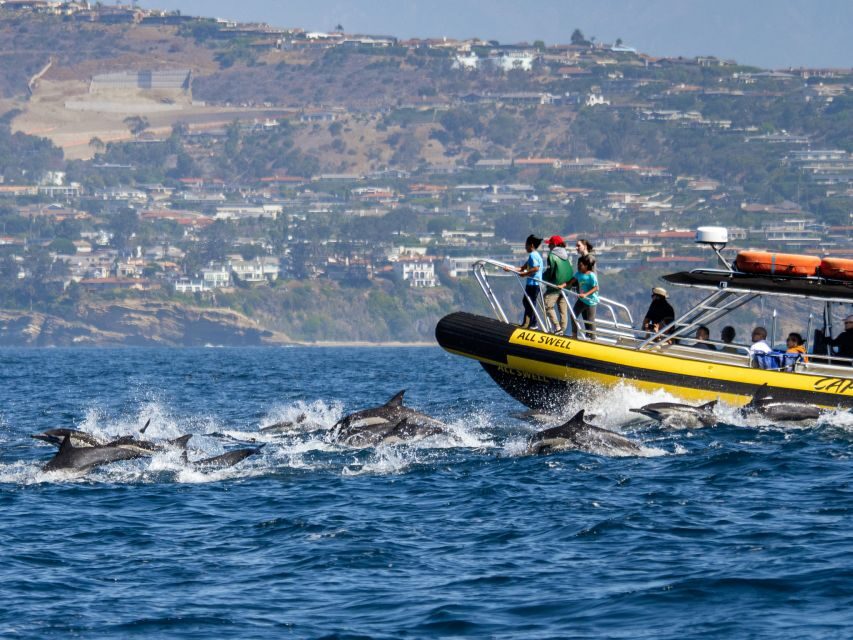 Dana Point Fast & Fun Zodiac-Style Dolphin & Whale Watching - The Experience in Detail