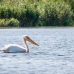 Danube Delta - 2-Day Tour from Bucharest - Why This Tour Offers Great Value