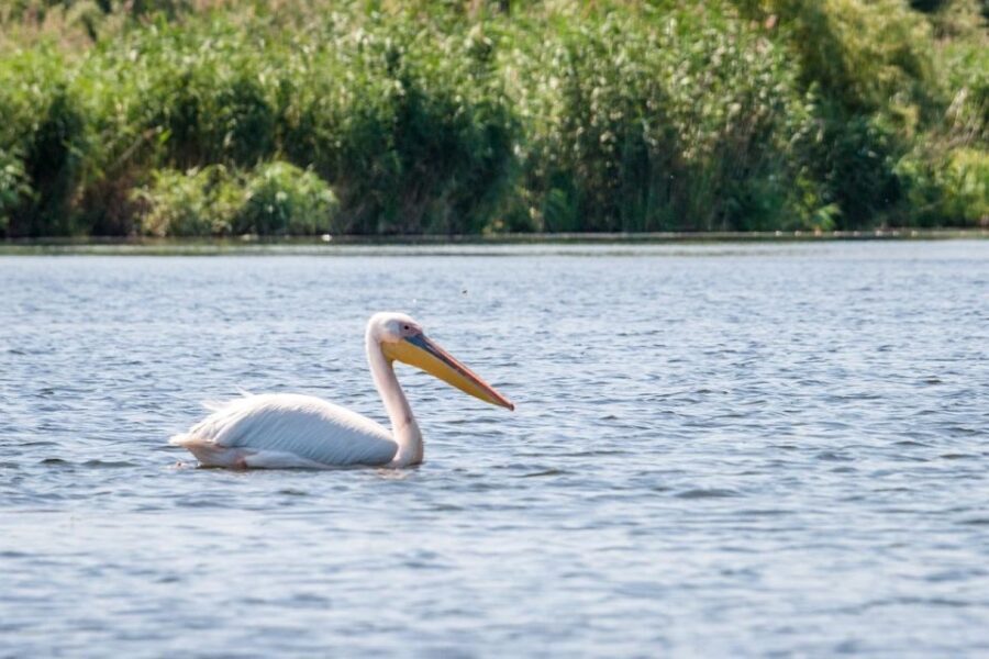 Danube Delta - 2-Day Tour from Bucharest - Why This Tour Offers Great Value
