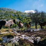 Dawn on the top of Biokovo - FAQ