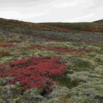 Day Hike to Grimannsfell: Waterfall & Legacy - moderate - What’s Included and What to Keep in Mind