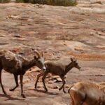 Day Tour Arches and Canyonlands National Park in Utah - Midday: Scenic Drive and Lunch