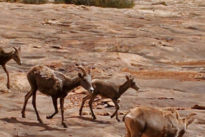 Day Tour Arches and Canyonlands National Park in Utah - Midday: Scenic Drive and Lunch