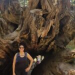 Day Tour to Kings Canyon National Park - Key Points