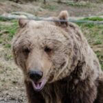Day trip Bran Castle, Rasnov Fortress and Bear Sanctuary - The Value of the Tour