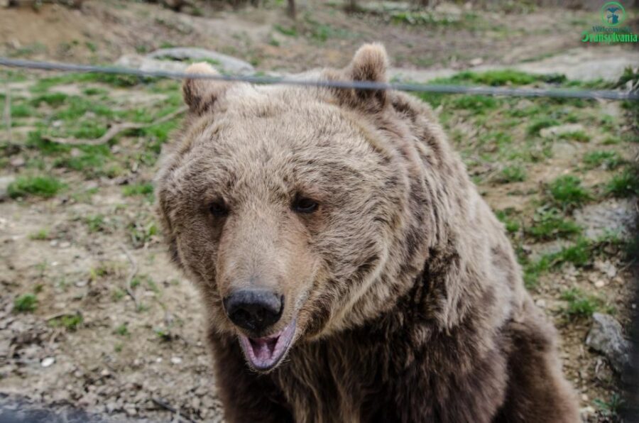 Day trip Bran Castle, Rasnov Fortress and Bear Sanctuary - The Value of the Tour