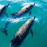 Day Trip to Key West with Optional Activities from Miami - The Details of the Itinerary