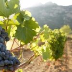 Day Trip to Nemea Winery & Nafplio - What Travelers Say