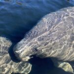 Daytona Beach: Guided Kayaking or Standup Paddling Tour - What Makes This Tour Special?