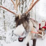 Daytour to Santa Claus Village, Reindeer and Husky Safaris, Photo, and Lunch - Who Should Consider This Tour?