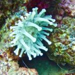 DEEP DIVING SPECIALITY - Discover a new world up to 40m depth ! - Making the Most of Your Deep Diving Experience