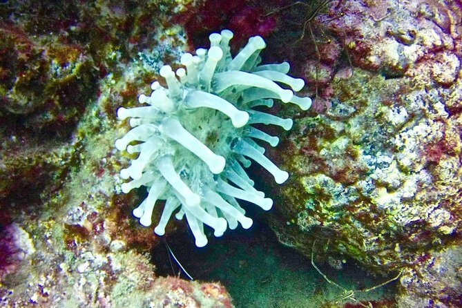 DEEP DIVING SPECIALITY - Discover a new world up to 40m depth ! - Making the Most of Your Deep Diving Experience
