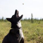 Denali: 1 Hour Tundra Walk With Free Running Sled Dogs - An Authentic Glimpse Into Alaskan Wilderness