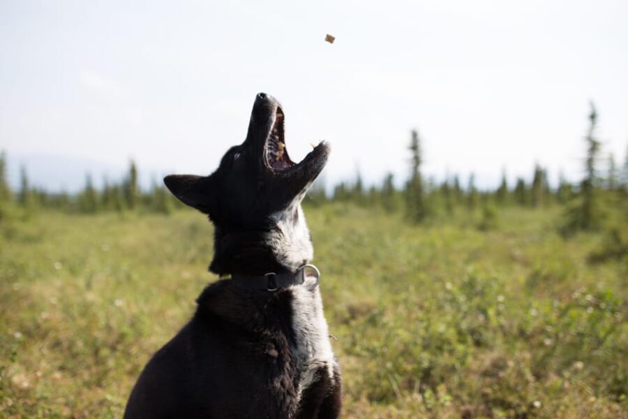 Denali: 1 Hour Tundra Walk With Free Running Sled Dogs - An Authentic Glimpse Into Alaskan Wilderness