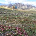 Denali: 5-Hour Guided Wilderness Hiking Tour - The Trails and Highlights