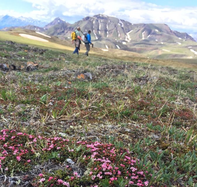 Denali: 5-Hour Guided Wilderness Hiking Tour - The Trails and Highlights