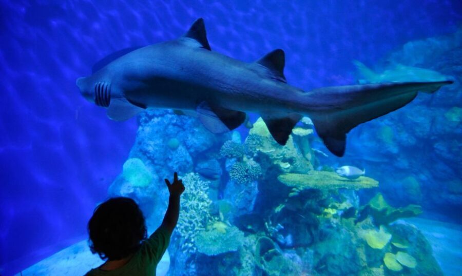 Denver: Downtown Aquarium All-Day Pass - Price and Value Analysis