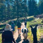 Denver: Llama Hike in the Rocky Mountains - Who Should Consider This Tour?