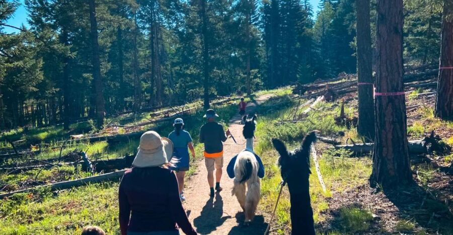 Denver: Llama Hike in the Rocky Mountains - Who Should Consider This Tour?