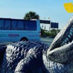Depart from Miami to discover the Everglades with Airboat tour included! - Authentic Experiences and Practical Insights
