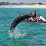 Destin: Crab Island Dolphin Watching Jet Ski Tour - An In-Depth Look at the Tour Experience