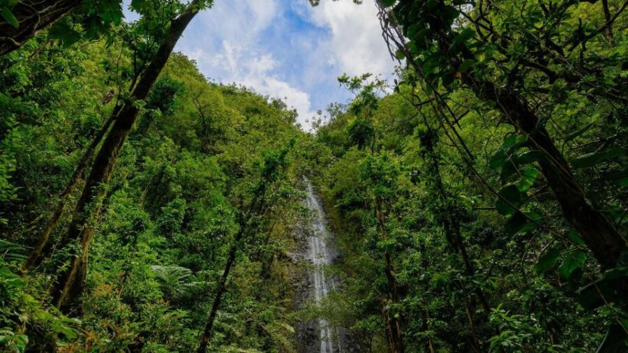 Diamond Head Manoa Falls - Midday: Lunch & Optional Relaxation
