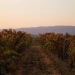 Dinner at the Vineyards in Lagoa - Who Will Love This Tour?