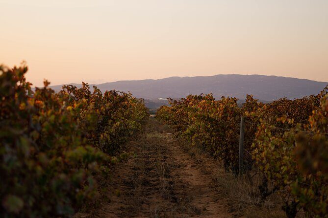 Dinner at the Vineyards in Lagoa - Who Will Love This Tour?