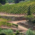 Discover Authentic Flavors of Elba Island: Winery Tour & Tasting - Why This Tour Stands Out