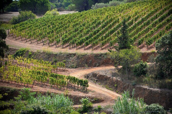 Discover Authentic Flavors of Elba Island: Winery Tour & Tasting - Why This Tour Stands Out