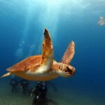 Discover beginner diving in Tenerife - Why This Tour Works for Many Travelers